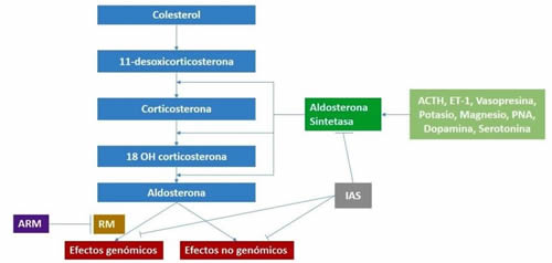 Aldosterona: sus implicaciones en las enfermedades del corazón ...