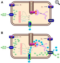El nodo sinusal normal: Lo que ahora sabemos | Carmona Puerta | CorSalud